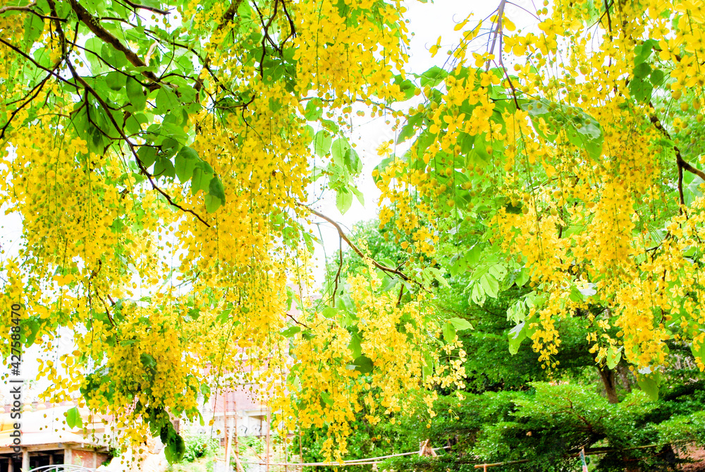 Bakcground nature, golden yellow flower tree , symbol tree for thai new ...