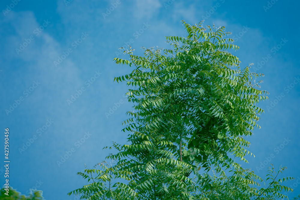 Green neem tree and blue sky Stock Photo | Adobe Stock