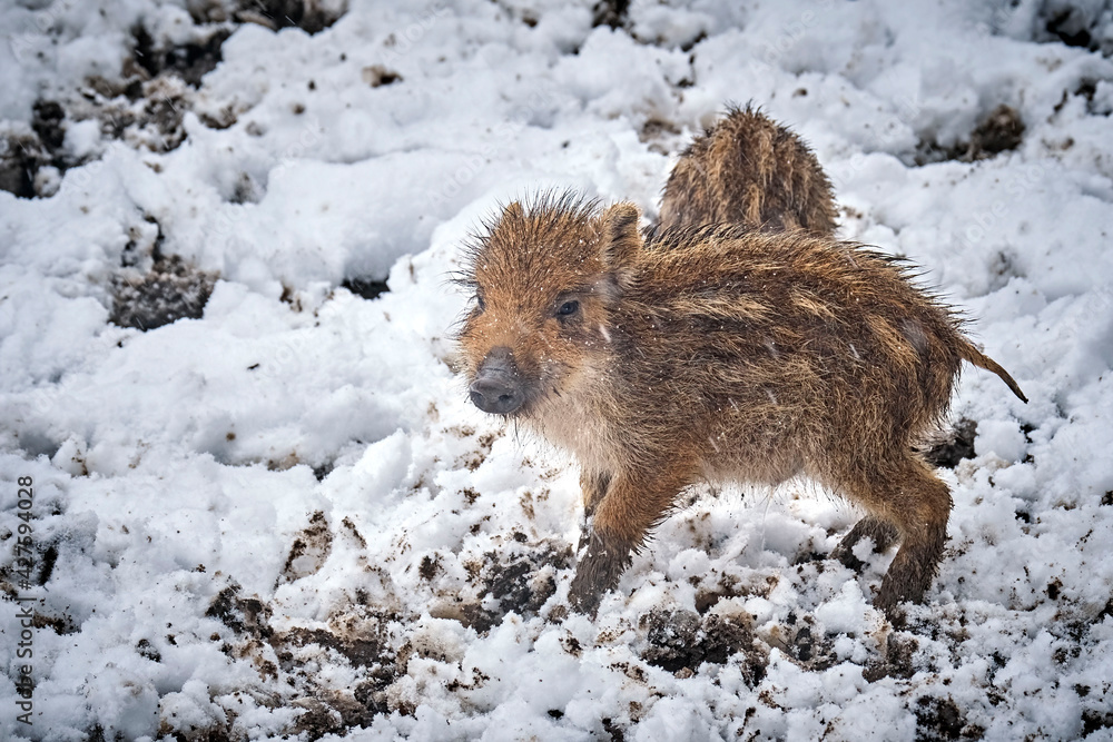 Frischlinge ( Sus scrofa ). Stock Photo | Adobe Stock
