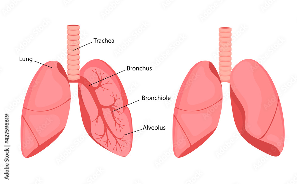 Drawing of human lungs. Anatomy vector illustration isolated on white ...