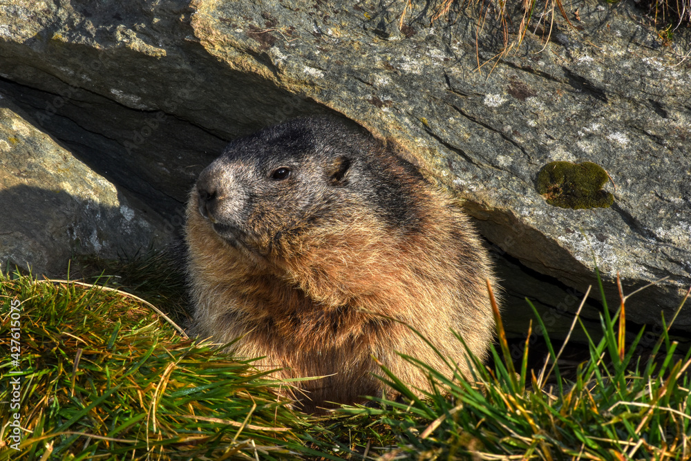 Murmeltier, Murmeltiere, putzig, Munggen, Mankei, Erdhörnchen, Marmota ...