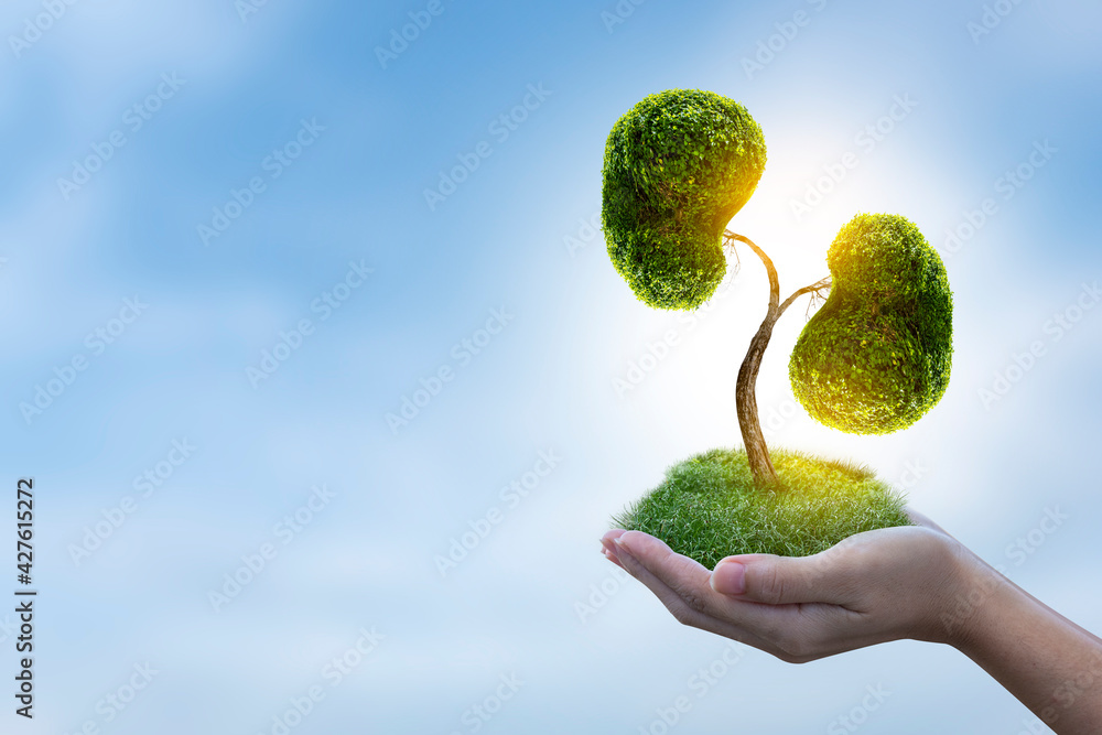 Trees (kidneys), 3D environmental and medical concepts Stock Photo ...