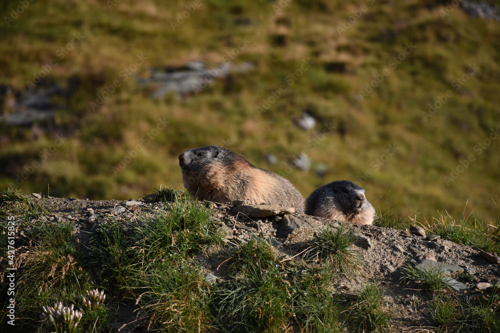 Murmeltier, Murmeltiere, putzig, Munggen, Mankei, Erdhörnchen, Marmota ...
