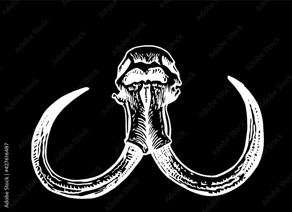 Graphical skull of mammoth isolated on black, paleontology Stock Vector ...