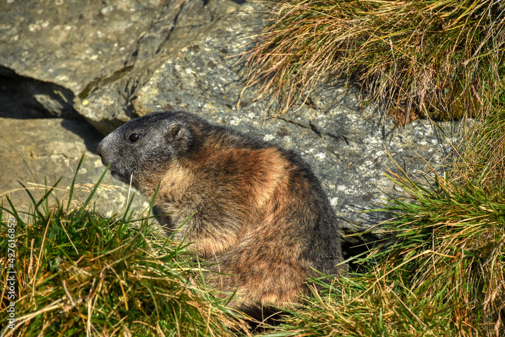 Murmeltier, Murmeltiere, putzig, Munggen, Mankei, Erdhörnchen, Marmota ...