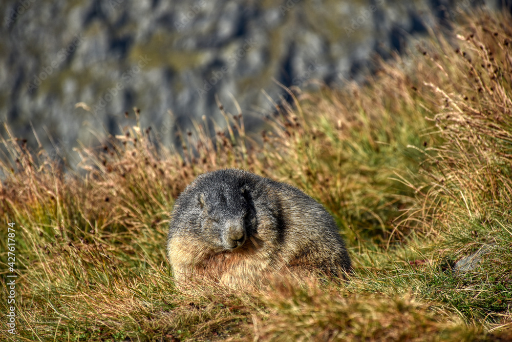 Murmeltier, Murmeltiere, putzig, Munggen, Mankei, Erdhörnchen, Marmota ...