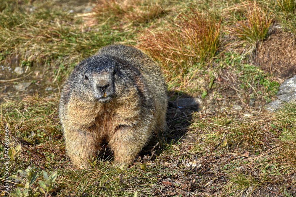 Murmeltier, Murmeltiere, putzig, Munggen, Mankei, Erdhörnchen, Marmota ...