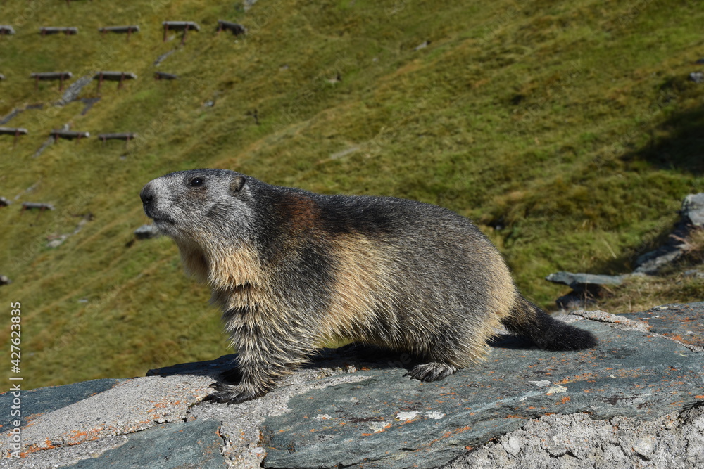 Murmeltier, Murmeltiere, putzig, Munggen, Mankei, Erdhörnchen, Marmota ...