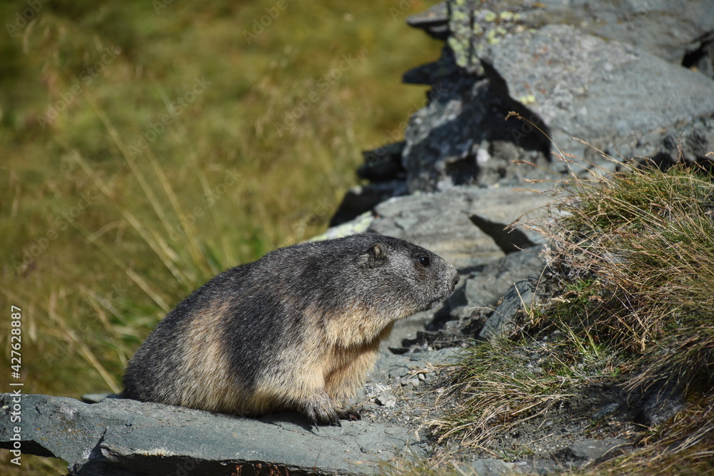 Murmeltier, Murmeltiere, putzig, Munggen, Mankei, Erdhörnchen, Marmota ...