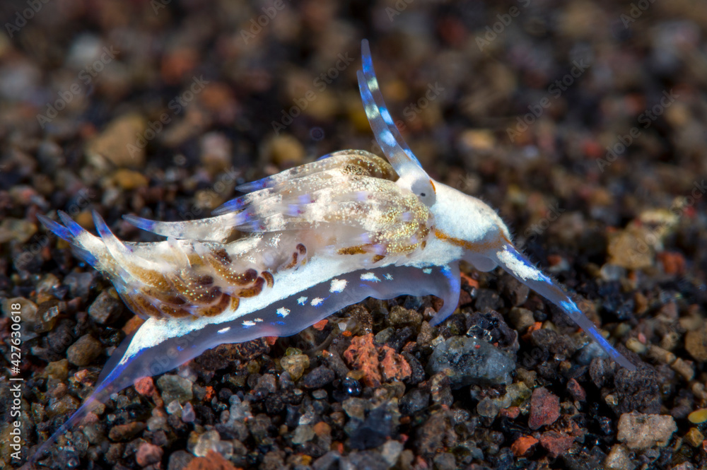 A rare tiny sea slug - Godiva sp. Its body length is only 10mm. Macro ...