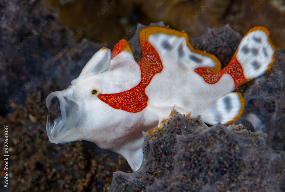 Clown Frogfish