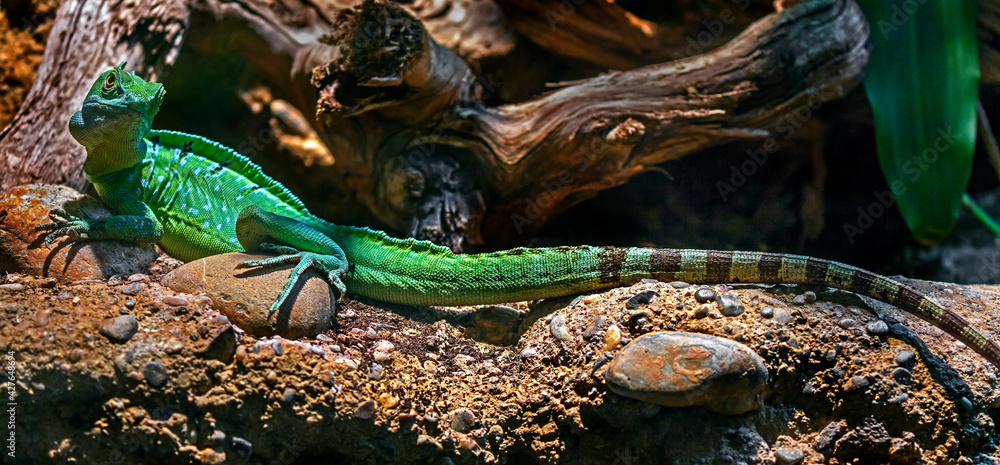 Green basilisk on the stone. Latin name - Basilicus plumifrons Stock ...