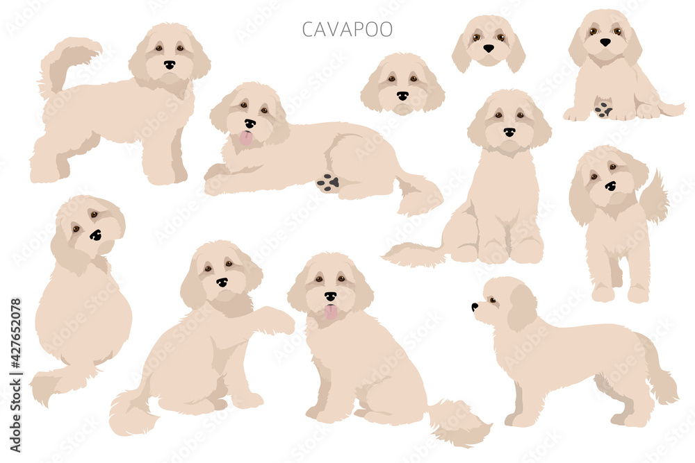 Cavapoo mix breed clipart. Different poses, coat colors set Stock ...