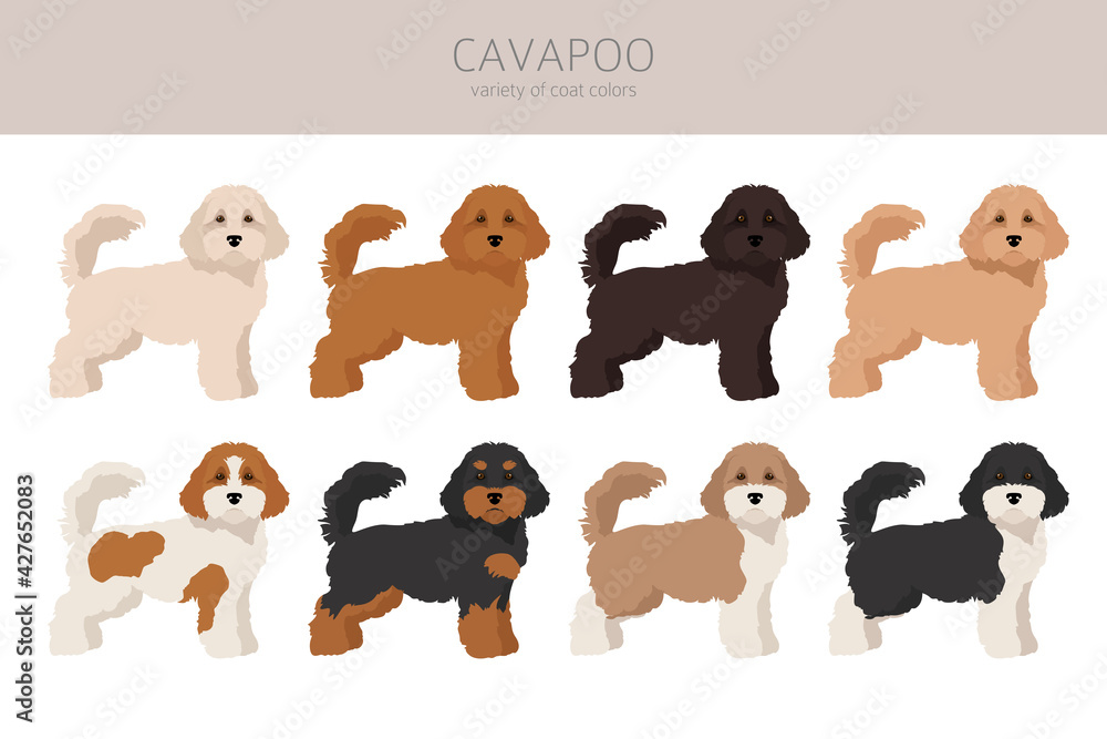 Cavapoo mix breed clipart. Different poses, coat colors set Stock ...