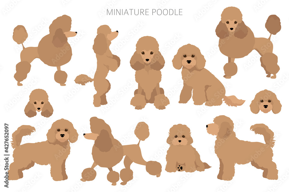 Miniature poodle clipart. Different poses, coat colors set Stock Vector ...
