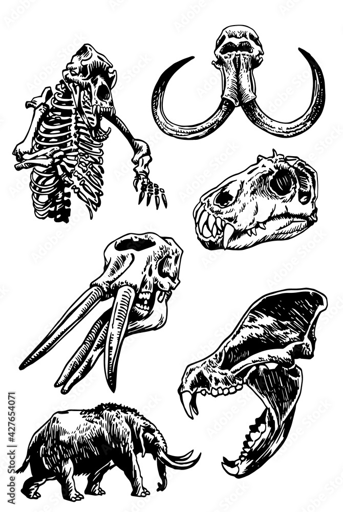 Graphical set of fossils on white background,vectors kulls , skeleton ...