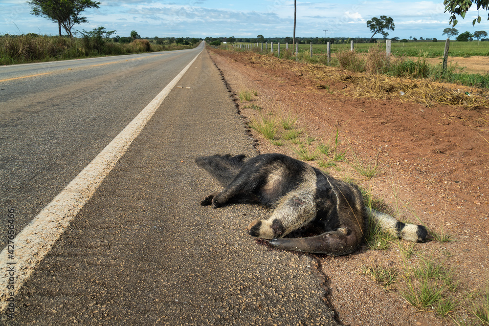 Sad scene of dead giant anteater, Myrmecophaga tridactyla, run over ...