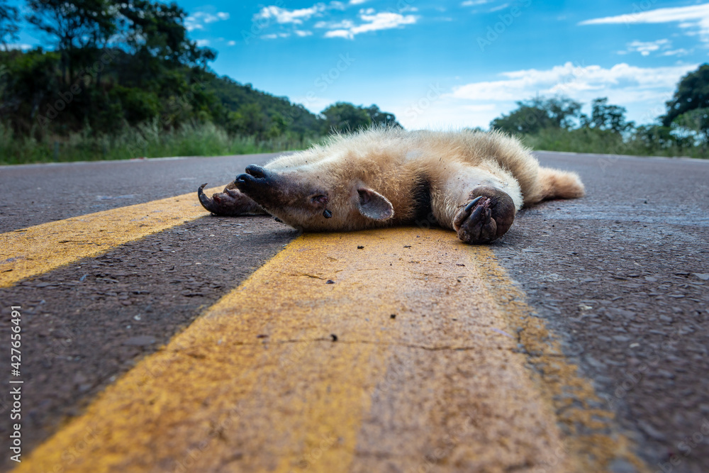 Dead anteater, Tamandua tetradactyla, run over hit by car on the ...