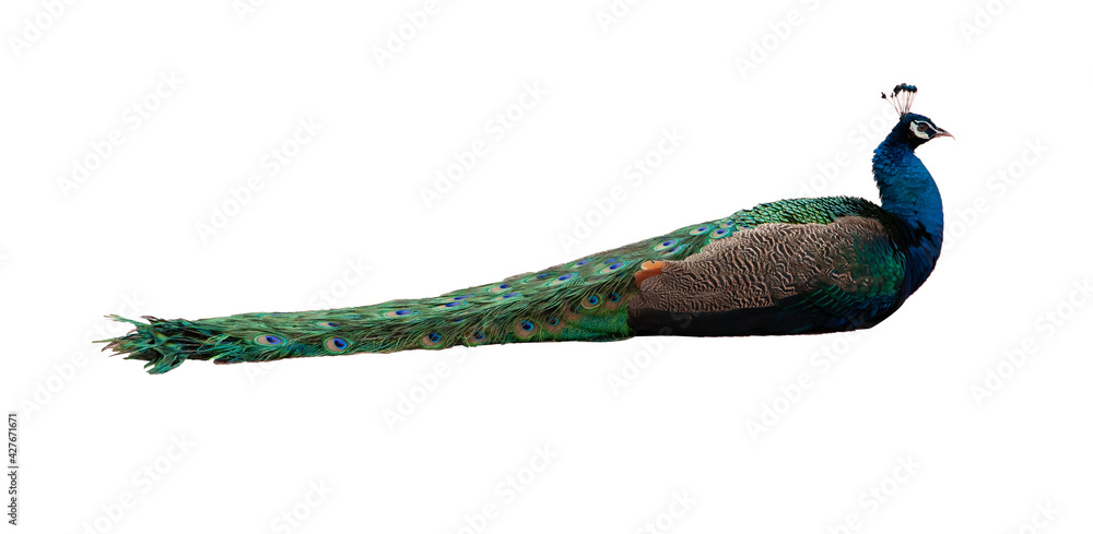 Male peacock sitting posture isolated on white background with clipping ...