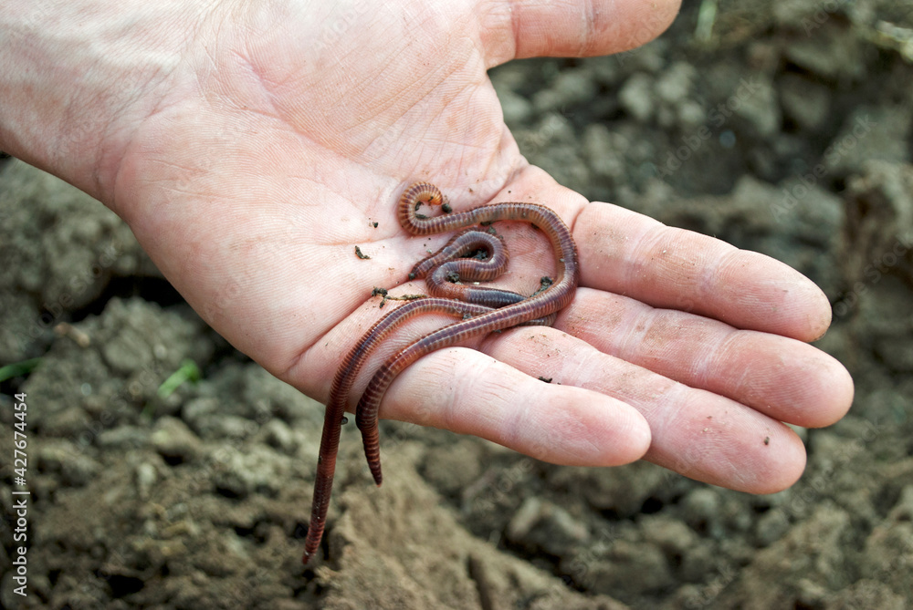 Earthworms in a male hand. A man dug earthworms from the earth. Stock ...
