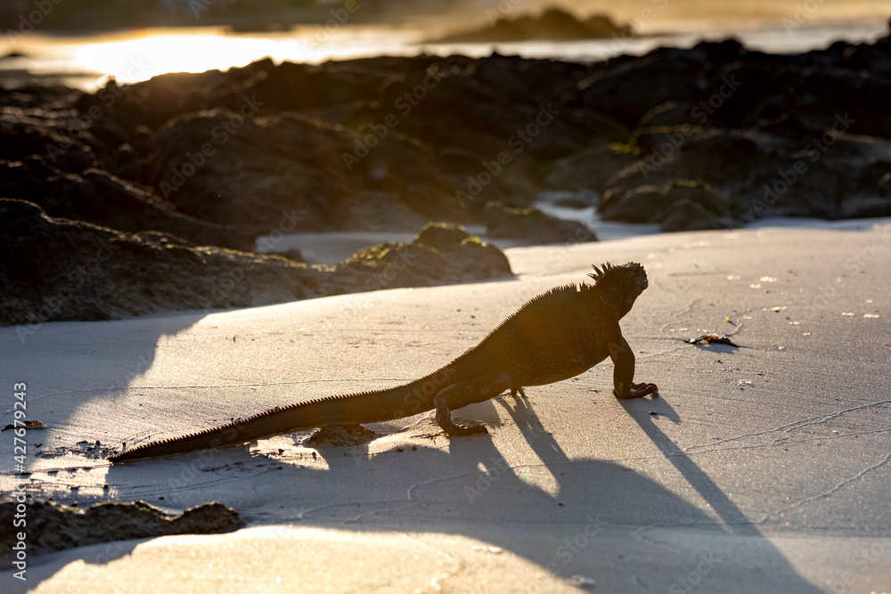 Galápagos marine iguana. One of the endemit on islands. It looks like ...