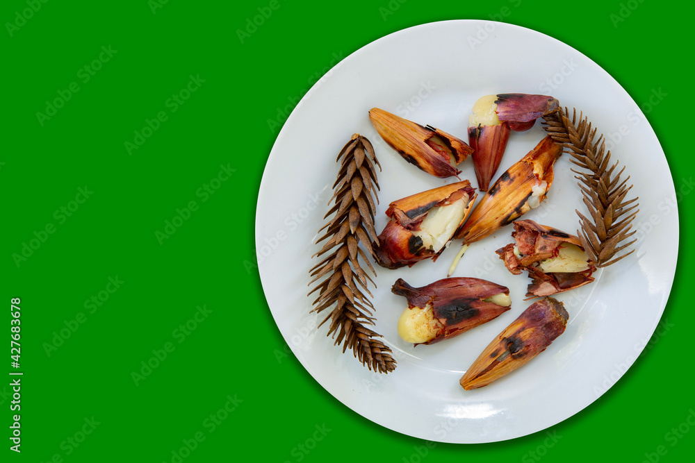 Natural pinion nut, fruit of the Araucária angustifolia tree (Pinheiro ...