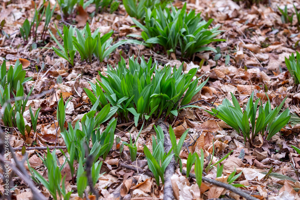 Foto de Wild Ramps - wild garlic ( Allium tricoccum), commonly known as ...