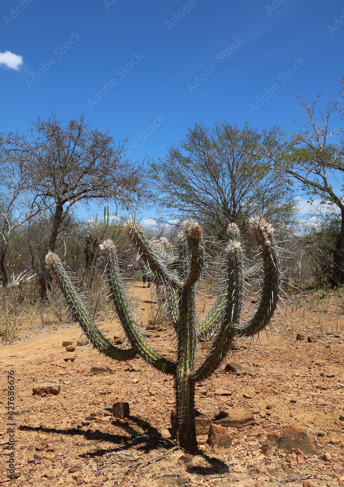 Cactus in the midst of caatinga vegetation in the interior of the ...