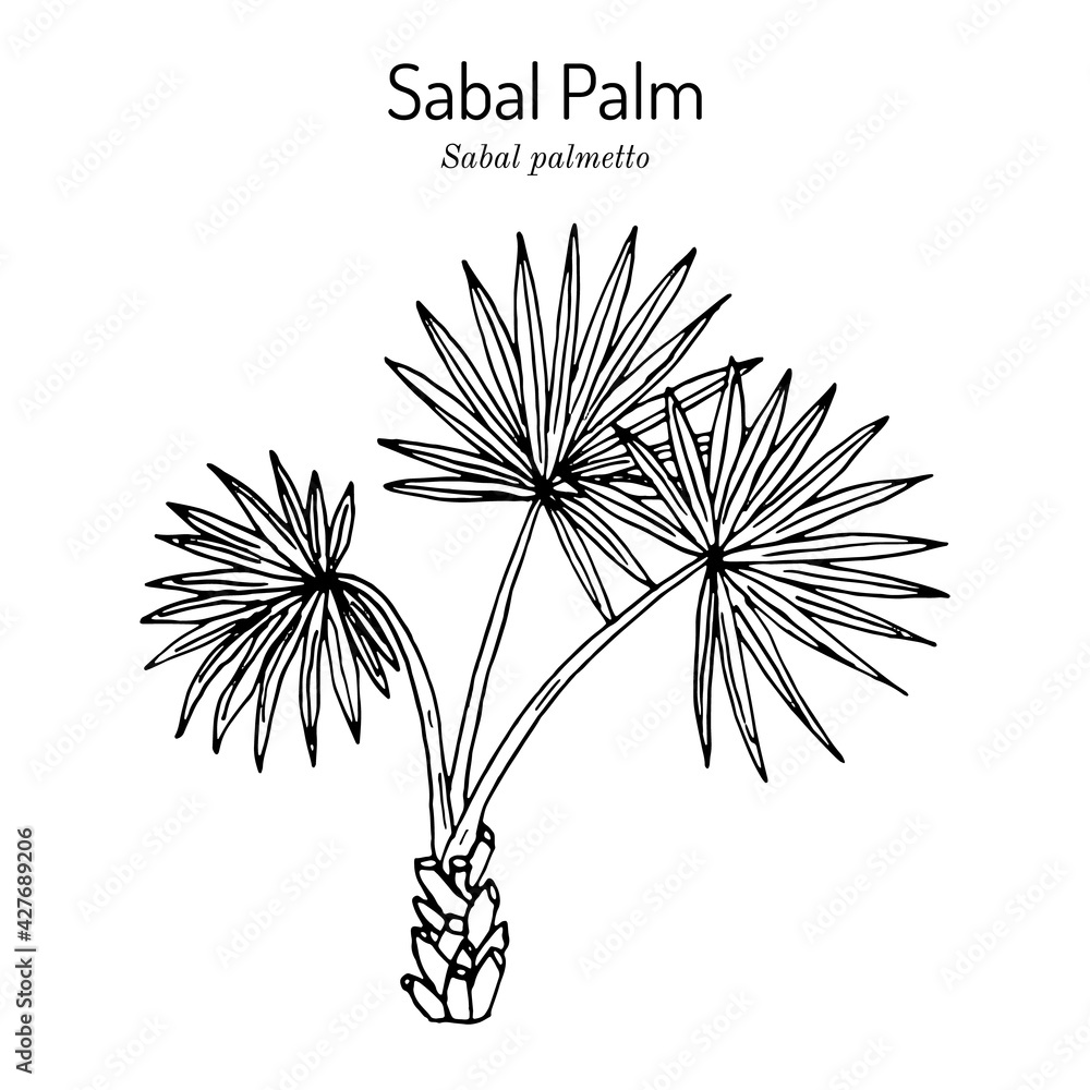 Sabal palm, or cabbage-palm Sabal palmetto Stock Vector | Adobe Stock