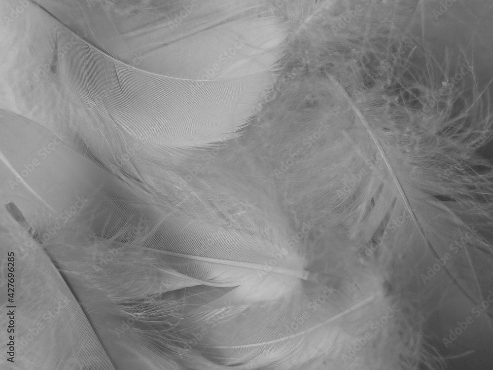 Beautiful abstract gray feathers on white background, soft white ...