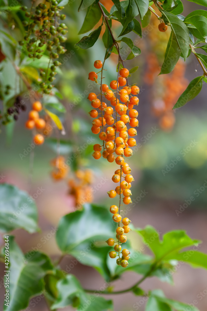 Fruit of Duranta erecta Stock Photo | Adobe Stock
