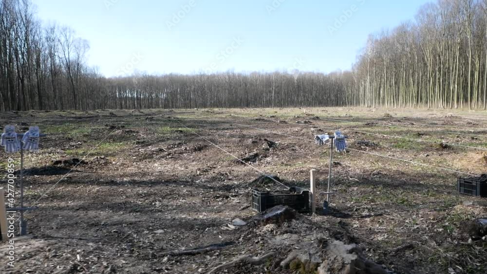 Planting a new forest. Foresters plant trees after deforestation. Young ...