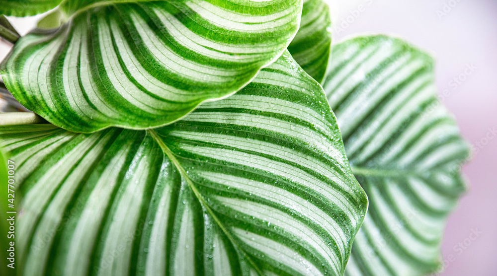 indoor plant Calathea Orbifolia, summer green leaves and the texture is ...