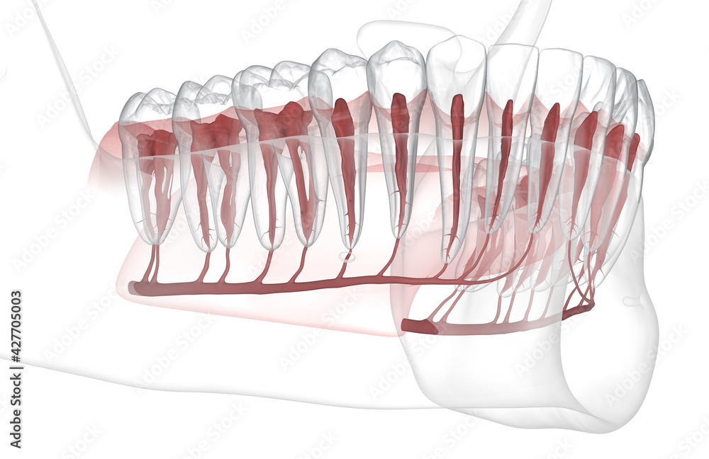 Dental root anatomy, Xray view. Medically accurate dental 3D ...