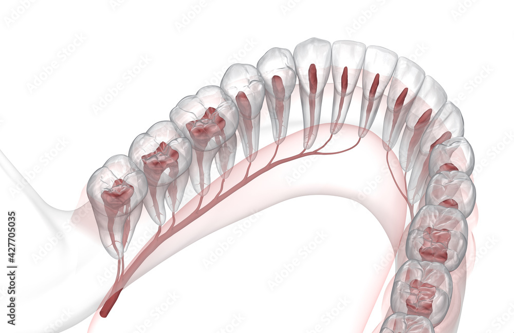 Dental root anatomy, Xray view. Medically accurate dental 3D ...