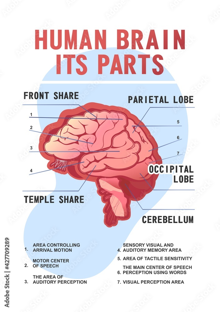 parts of the brain educational scheme Stock Vector | Adobe Stock