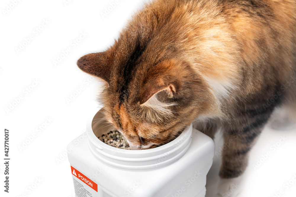 Cat sniffing content in container labeled with poison. Fluffy kitty ...
