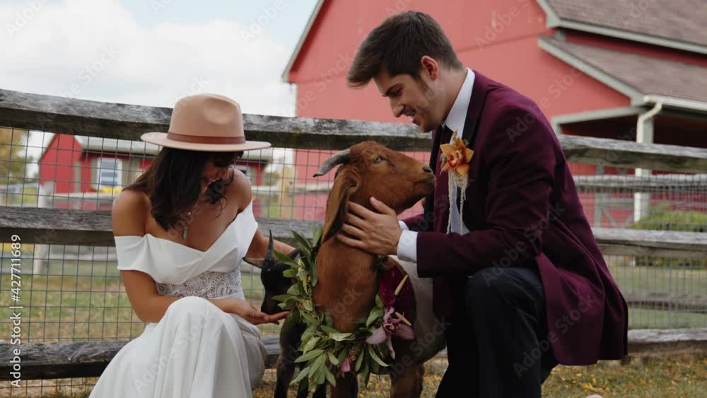 Goat head butts bride during wedding photoshoot and knocks her over ...