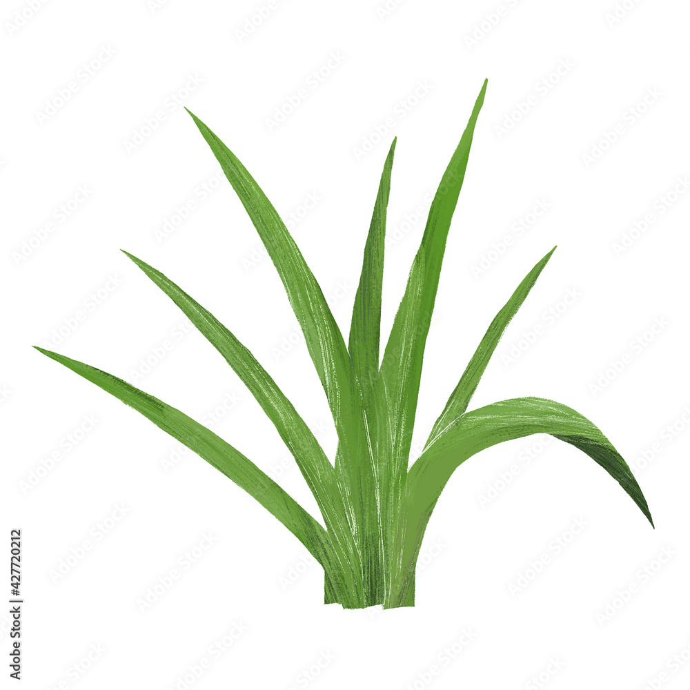 Citronella hand drawn illustration, isolated on white background ...