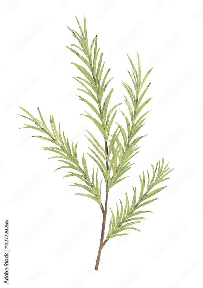 Tea tree hand drawn illustration, isolated on white background Stock ...
