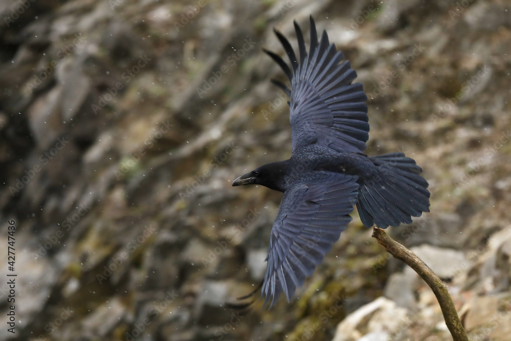 Common Raven - Corvus corax also known as the western raven or northern ...