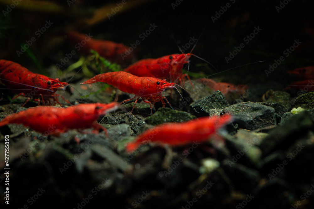 Red neocaridina shrimp fire pet aquarium freshwater nature macro Stock ...