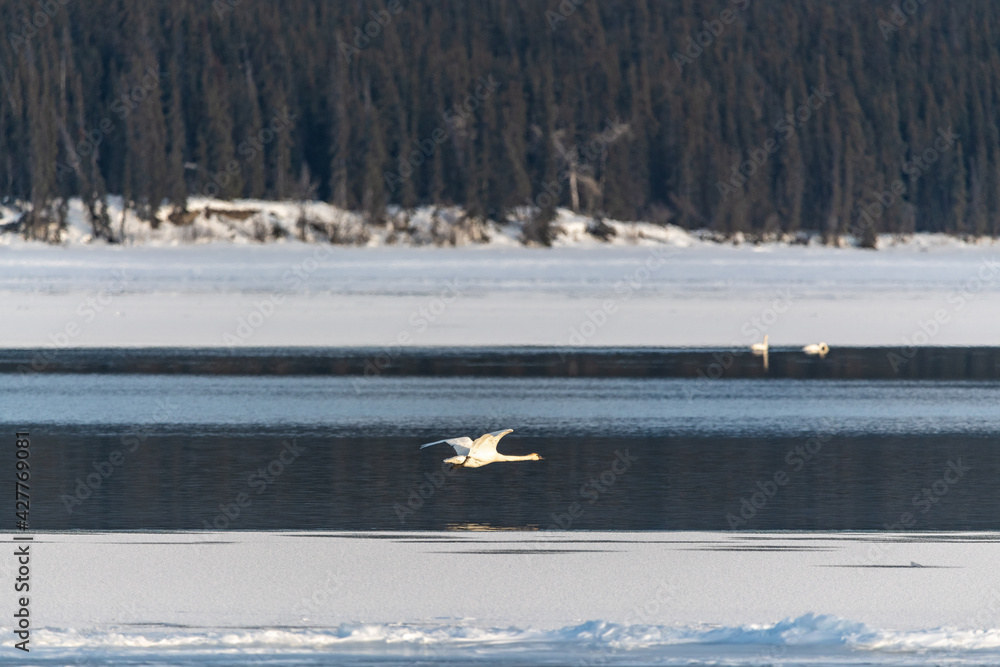 Annual migration of swans in northern Canada with one swan flying right ...