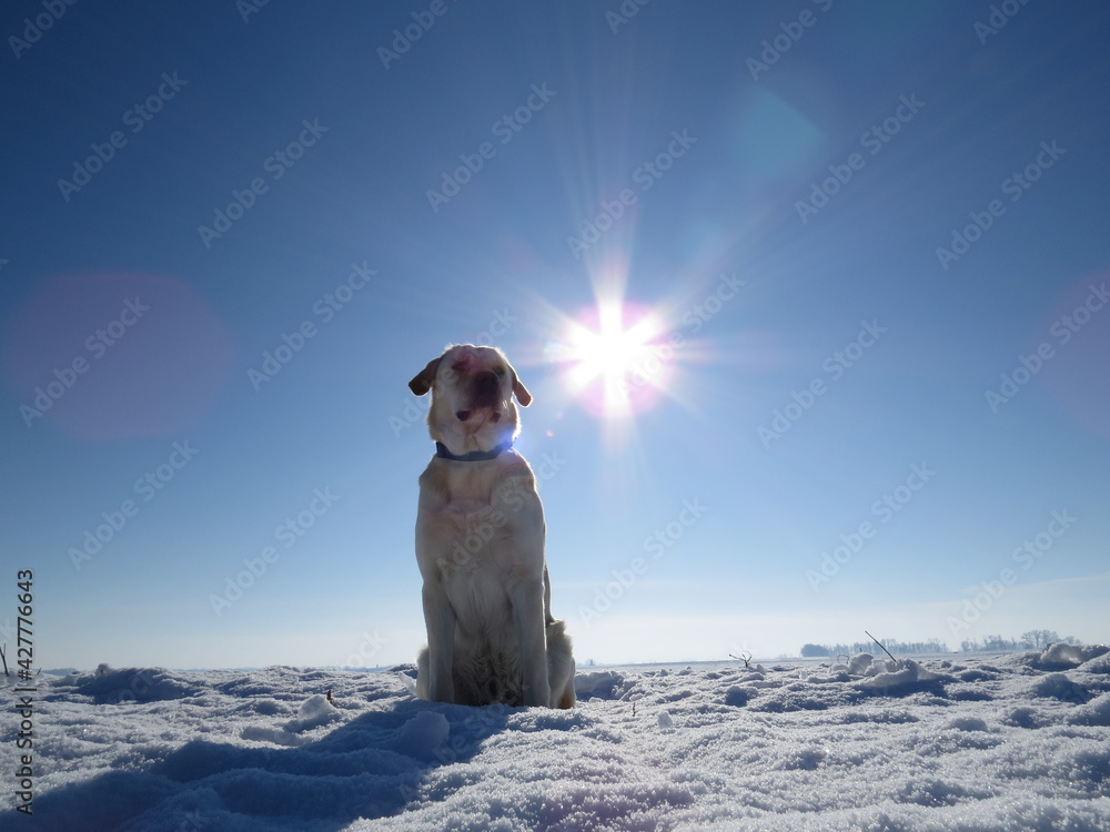 What Is A Snow Dog In The Sky
