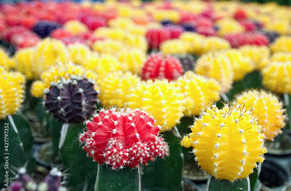 Close-up shot and blurred background of red and yellow cactus which is ...