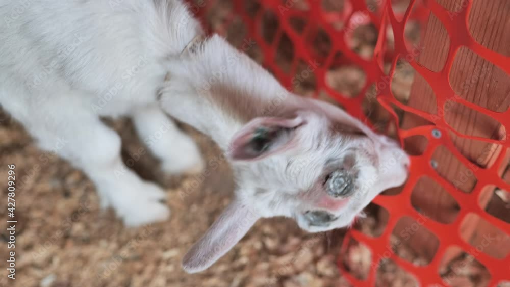Baby goat with disbudding marks on head chews on plastic fencing. Top ...