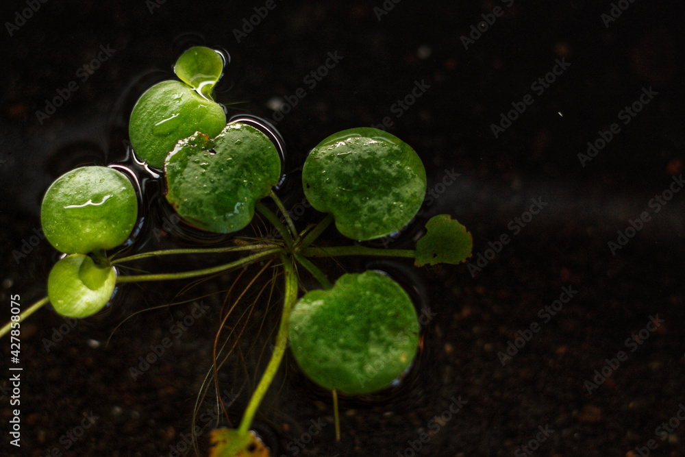 Foto de amazon frogbit an aquatic plant that has thick green leaves ...