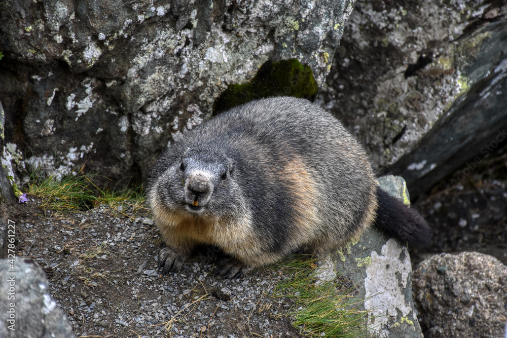 Murmeltier, Murmeltiere, putzig, Munggen, Mankei, Erdhörnchen, Marmota ...