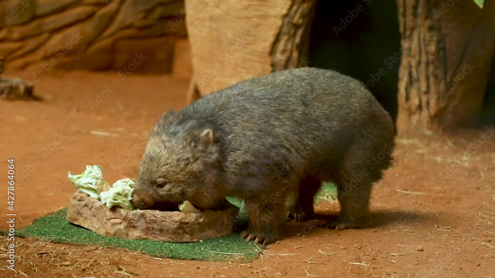 The common wombat (Vombatus ursinus), also known as the coarse-haired ...