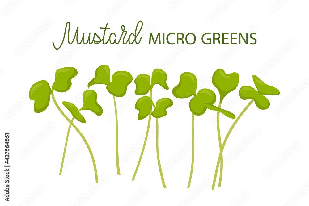 Hand drawn mustard microgreens. Healthy food. Sprouted seeds with green ...